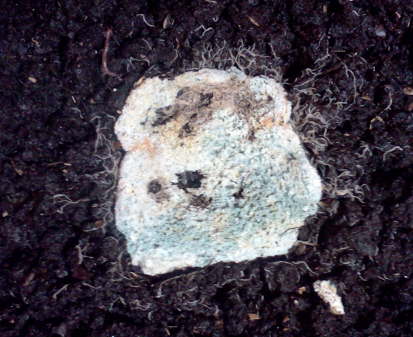 Enchytraeid worms. – Green Noise